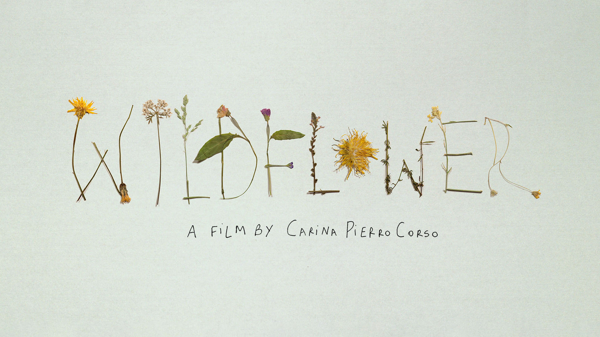 WILDFLOWER – Studio Kimchi